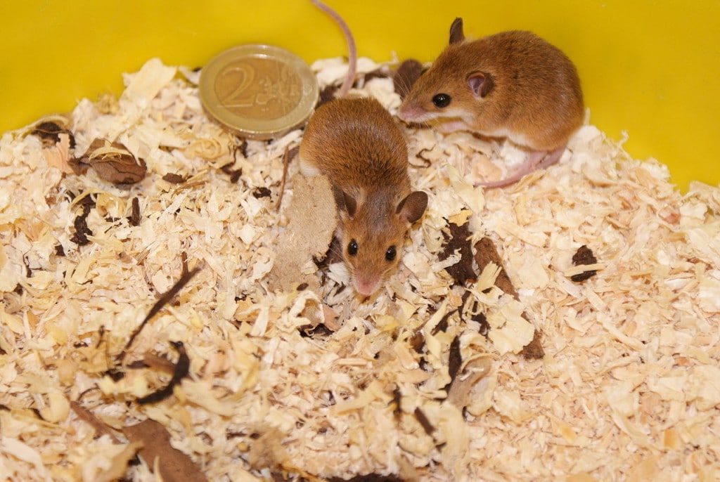 How to find a mouse nest inside your house - Mouse Control