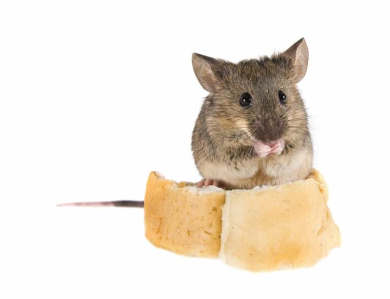 Dealing with a mouse infestation in a storage unit - Mouse Control